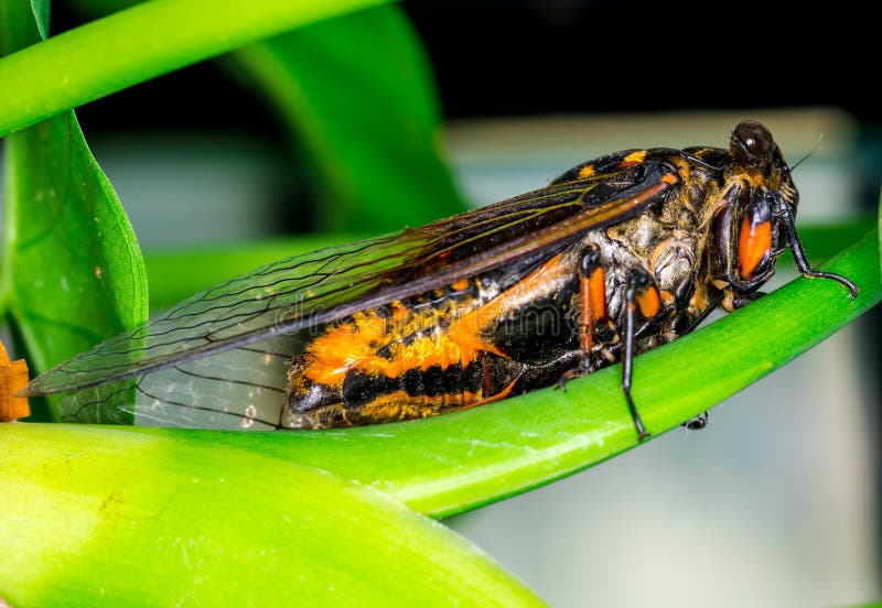 Cicada stock photo. Image of foraging, singing, ecological - 54576320