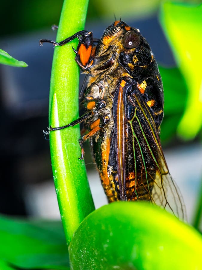 Cicada stock photo. Image of leaves, tweet, green, eyes - 54580740