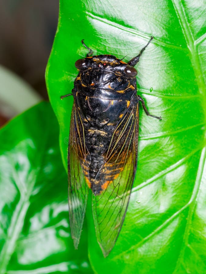 Cicada stock photo. Image of foraging, plants, animals - 54577454