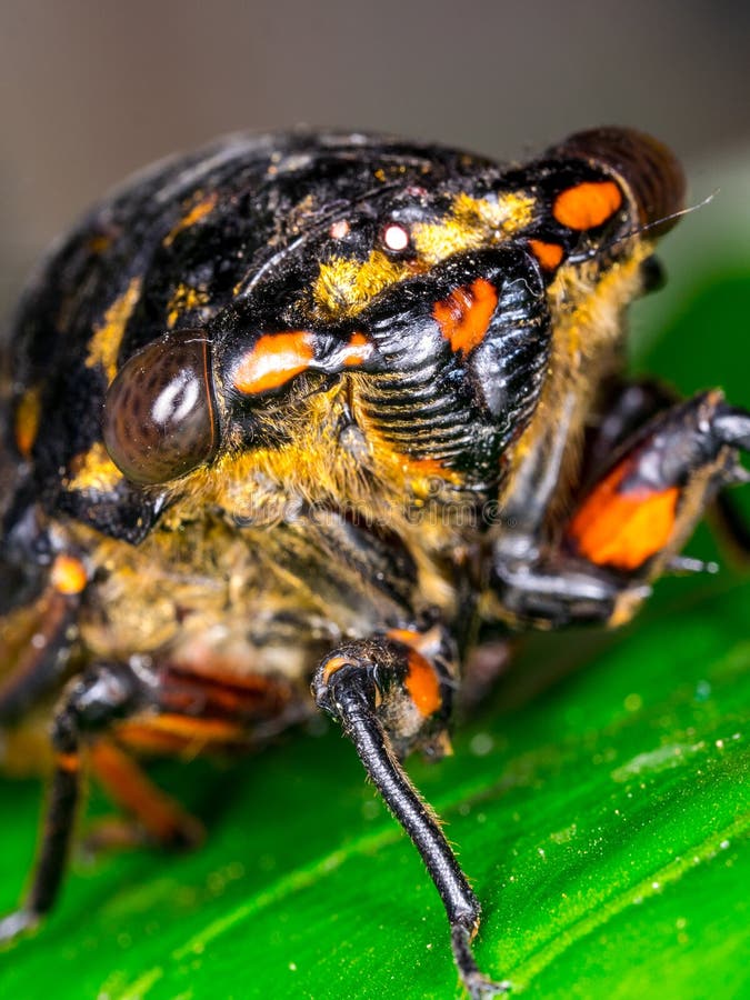 Cicada stock image. Image of wildlife, tweet, foraging - 54577561