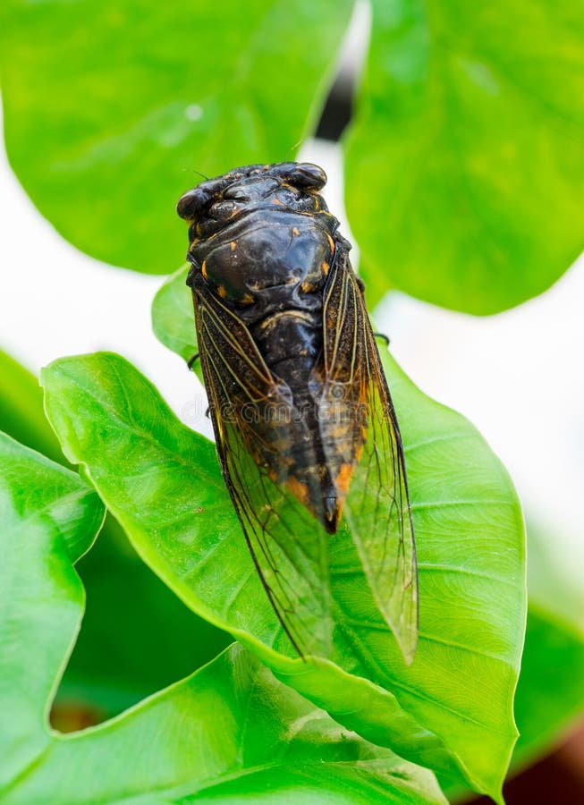 Cicada stock image. Image of foraging, leaves, environmental - 54578343