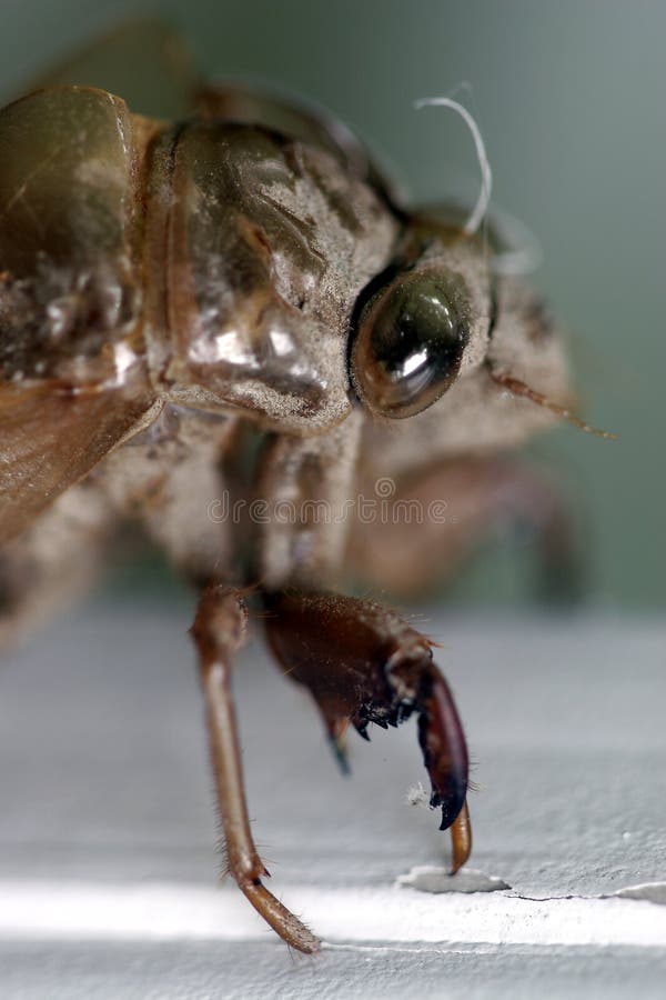 Cicada exoskeleton stock image. Image of watching, insect - 3673083