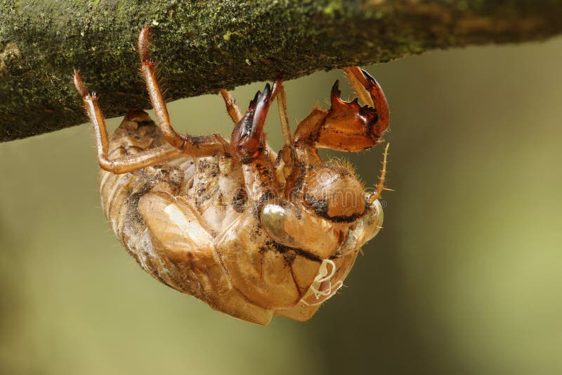 Cicada exoskeleton stock image. Image of watching, insect - 3673083