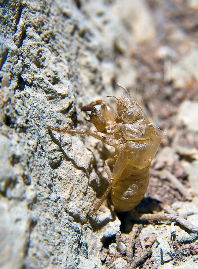 Cicada exoskeleton closeup stock photo. Image of arthropod - 26195702