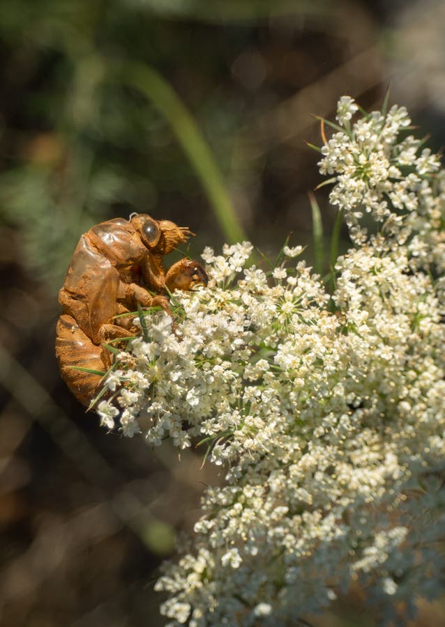 423 Cicada Molting Exoskeleton Stock Photos - Free & Royalty-Free Stock ...
