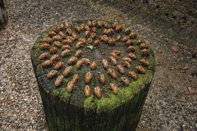 Cicada Exoskeletons in Circular Formation Stock Photo - Image of green ...