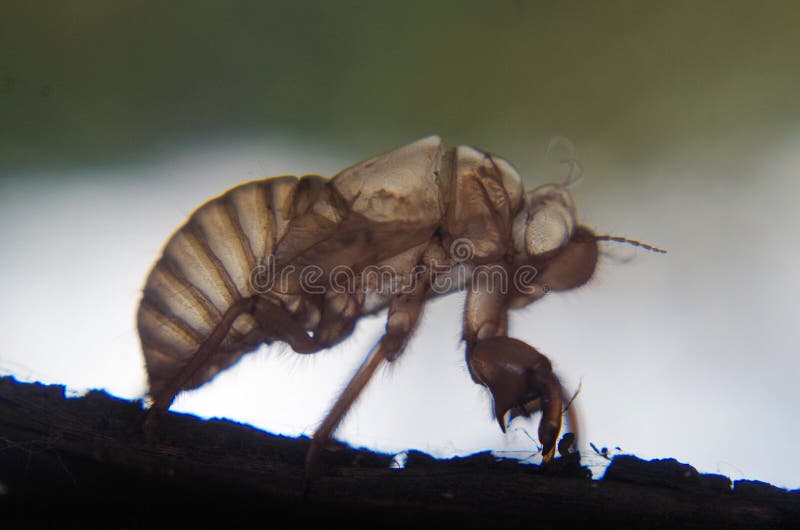 Cicada exuvia stock photo. Image of animal, insect, life - 97714106