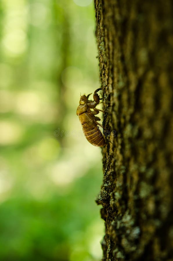 Abandoned Cicada Shell. Image of an Insect Shell Exoskeleton. Stock ...