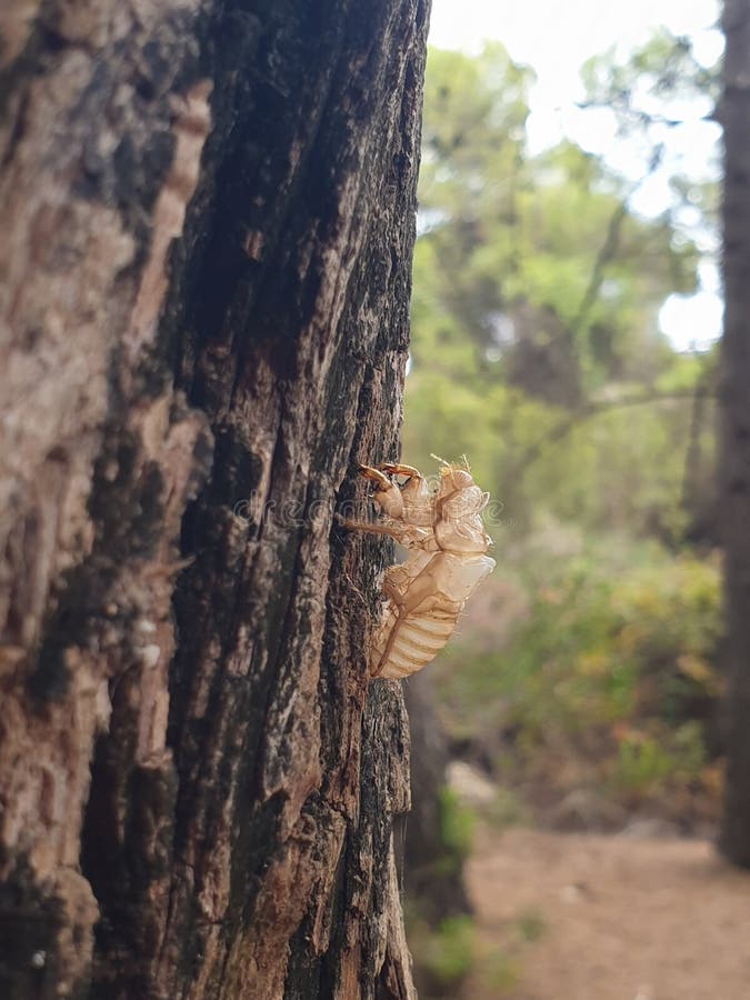 Cicada Exuvia, Cicada Shell on the Pine Tree Stock Image - Image of arthropod, closeup: 296557207