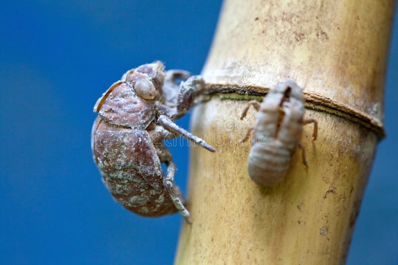 Cicada exuviae stock image. Image of exoskeleton, insect - 94812171