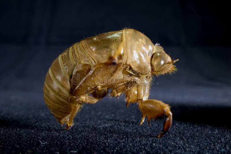 Cicada Exuviae 2 stock photo. Image of side, cicada, macro - 58190792