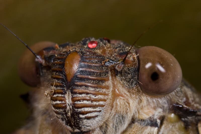 Cicada face shot stock image. Image of shining, insect - 8397503