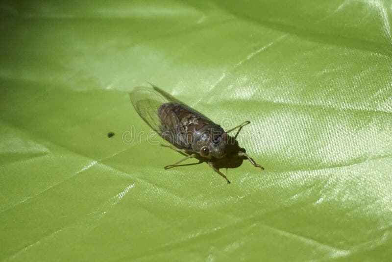 Cicada stock image. Image of living, nature, beauty - 287973677