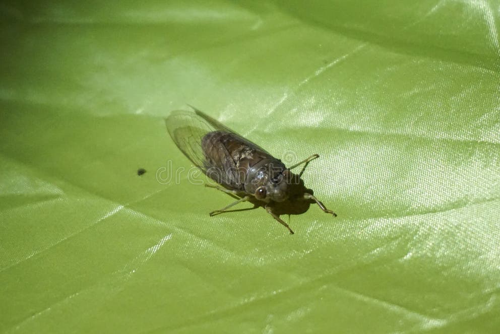 Cicada stock image. Image of living, nature, beauty - 287973677