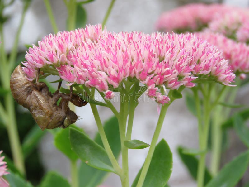Cicada stock photo. Image of nature, garden, insect - 197098162