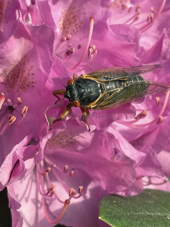 Cicada on Flower stock photo. Image of shot, happy, party - 219362398