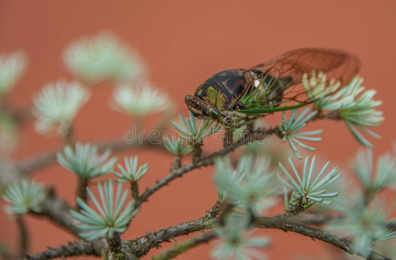 Cicada stock photo. Image of time, cicada, insect, nature - 58299080