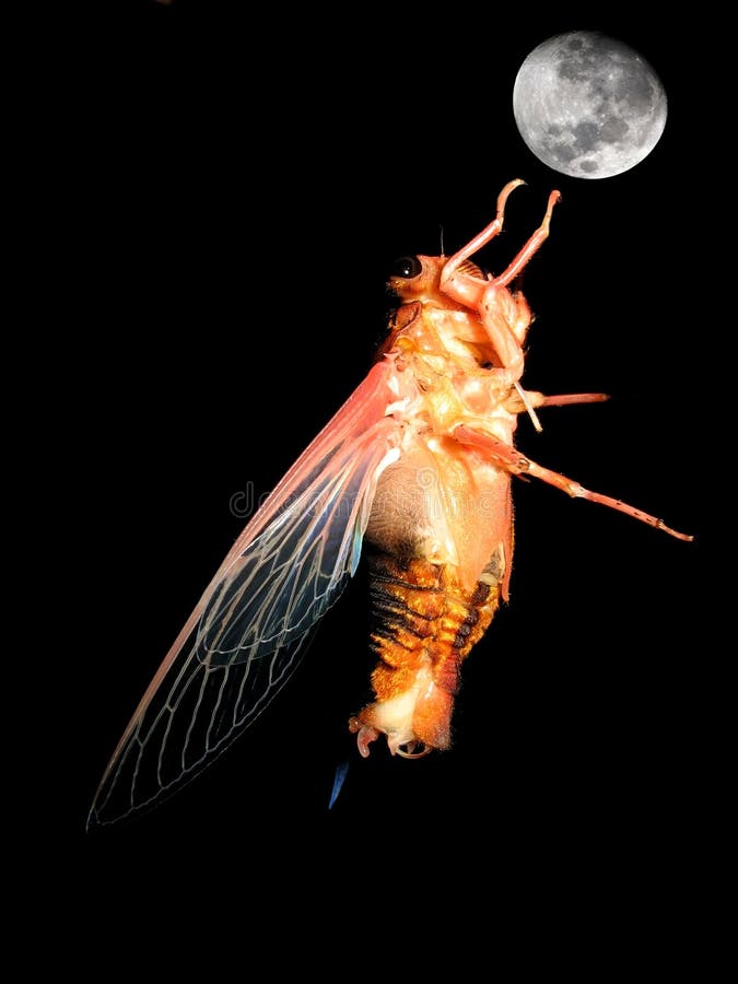 Cicada fly to moon stock photo. Image of abstract, invertebrate - 10495020