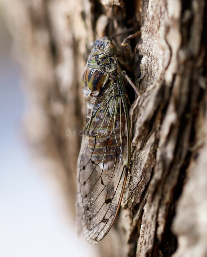 Cicada fly on tree bark stock photo. Image of background - 174924238