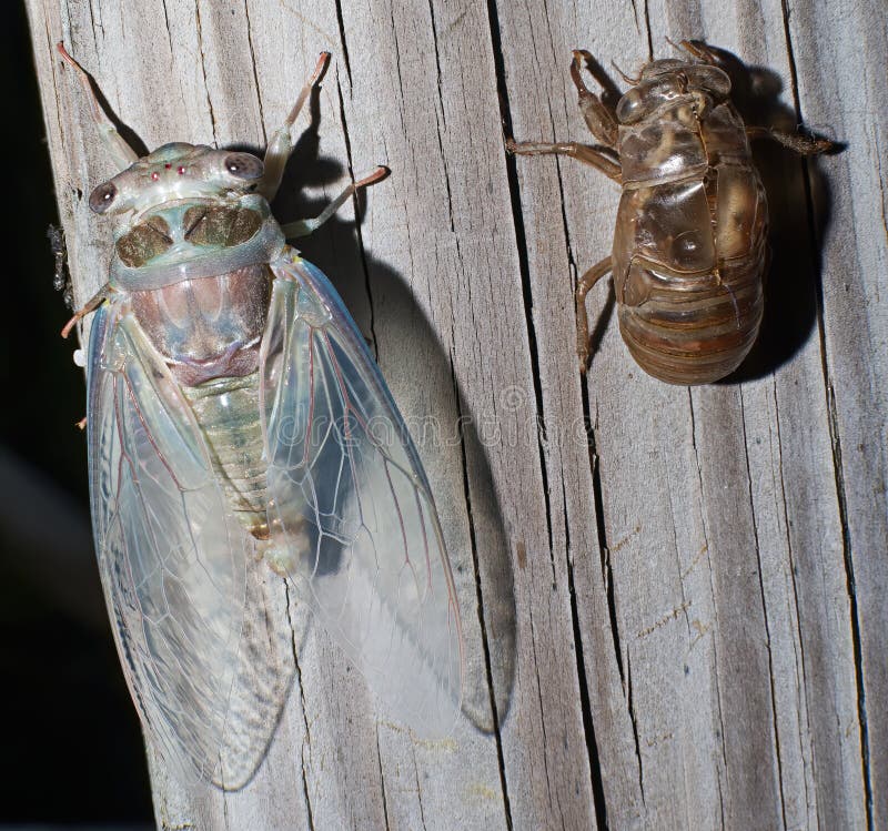 Cicada Freshly Emerged from Exoskeleton Stock Image - Image of ...