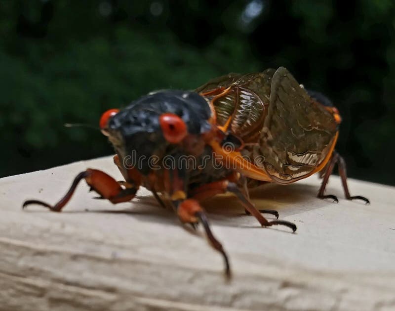 Cicadas mating stock image. Image of insect, spider - 279812509