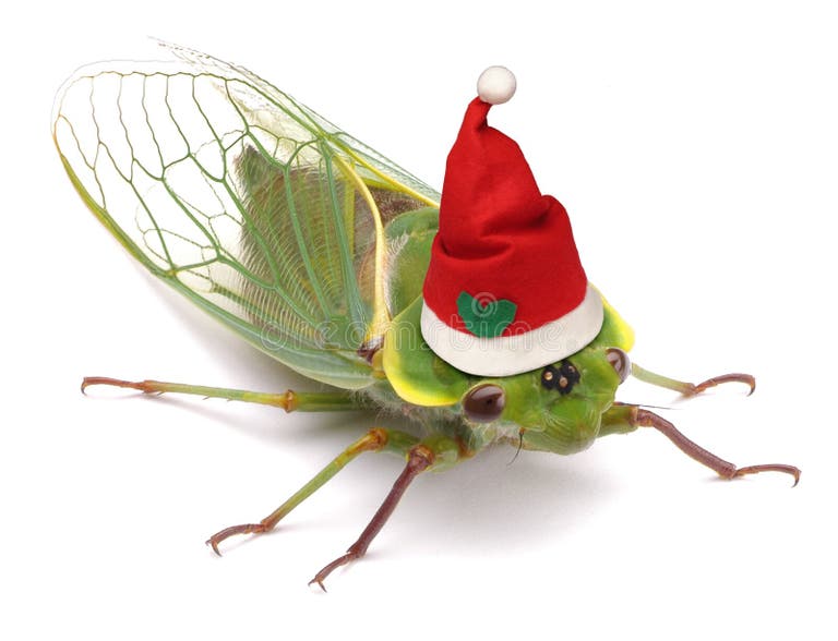 Cicada Funny Christmas Australia Stock Photo - Image of flying, humour ...
