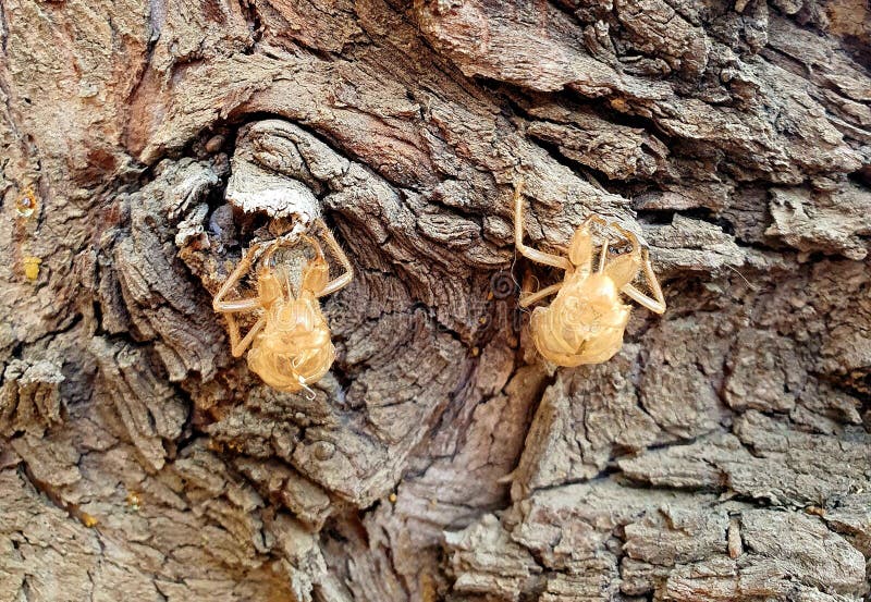 Cicada Ghosts Haunt a Tree Trunk in Park in Nicosia Cyprus Stock Photo ...
