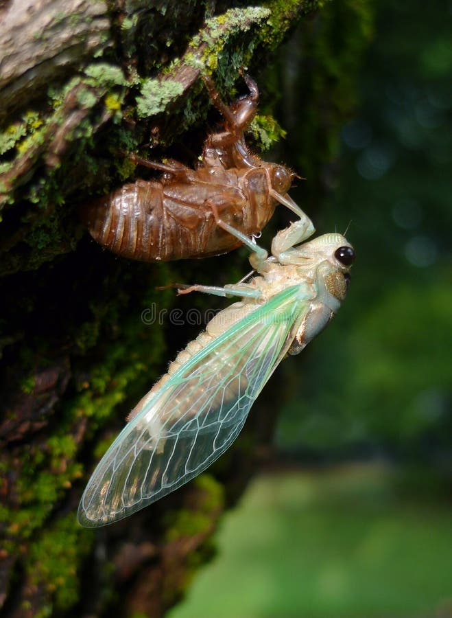 Cicada with green wings stock image. Image of shell, green - 10619605