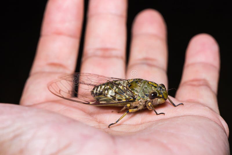 Cicada on hand stock photo. Image of invertebrate, creature - 63909752