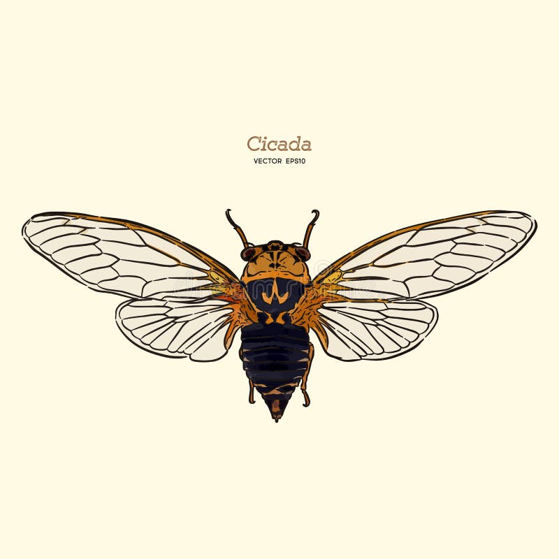 Cicada Stock Illustrations – 2,030 Cicada Stock Illustrations, Vectors ...