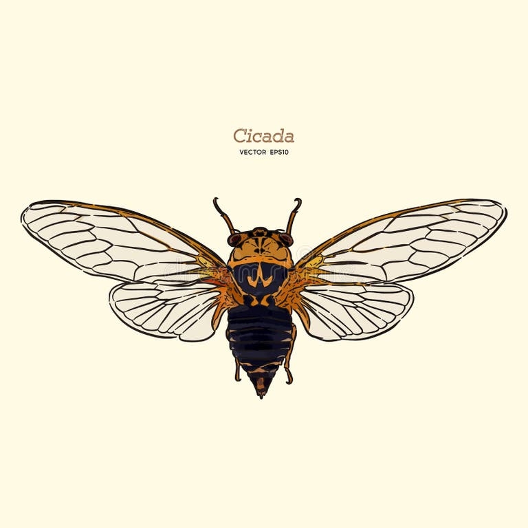Cicada Stock Illustrations – 2,030 Cicada Stock Illustrations, Vectors ...