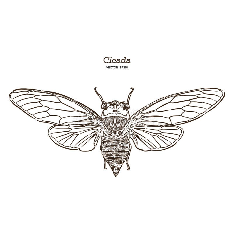 Cicada Drawing