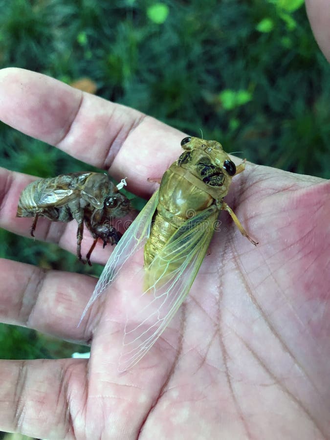 Cicadae Periostracum Stock Photos - Free & Royalty-Free Stock Photos ...