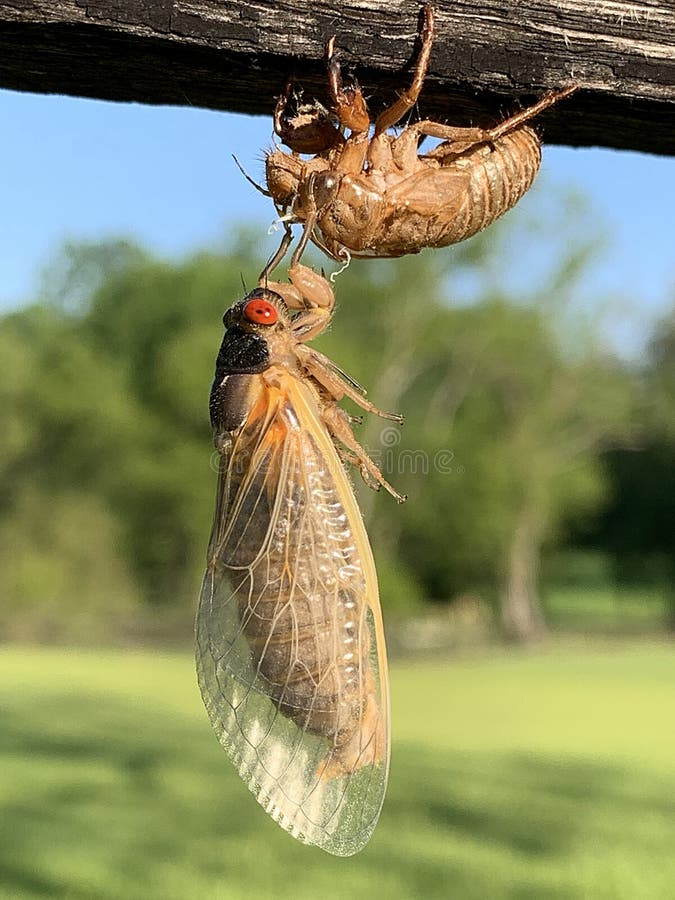 Cicadas Shell Cosplay