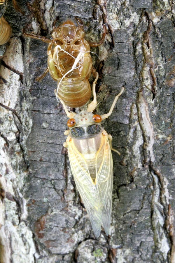 Cicada Cocoon Photos - Free & Royalty-Free Stock Photos from Dreamstime