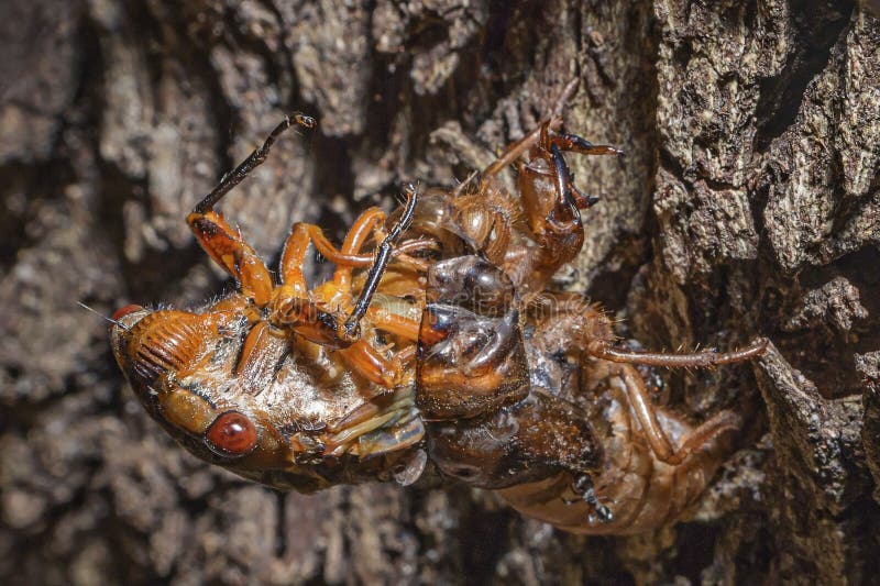 Cicada Hatching from Shell on a Tree in Australia Stock Photo - Image ...