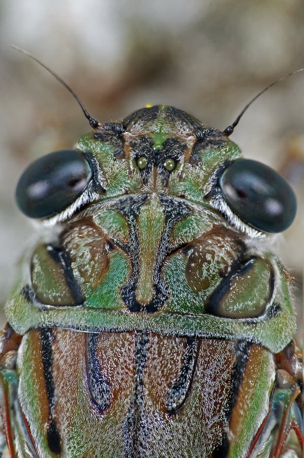 Cicada head in the park stock image. Image of creature - 14916201
