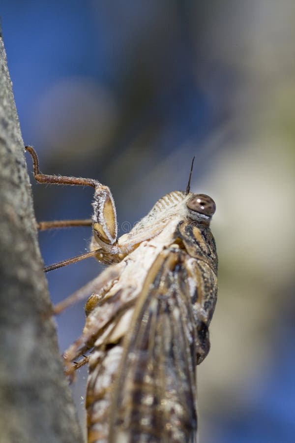Cicada insect stock photo. Image of branch, cicada, outdoors - 12382988