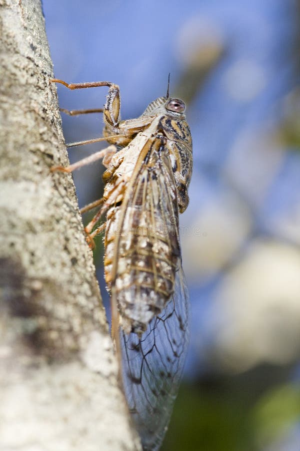 Cicada insect stock photo. Image of mediterranean, macro - 12383084
