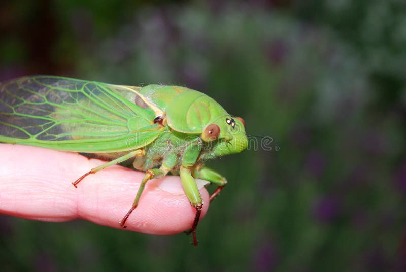 Cicada insect stock image. Image of large, closeup, cicada - 22848219