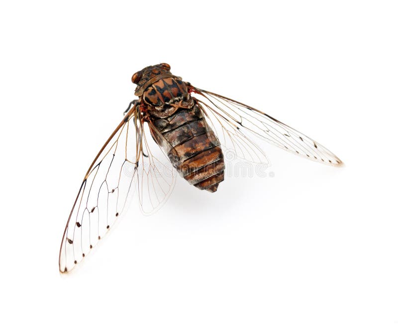 Cicada insect. stock image. Image of close, delicate - 25731465