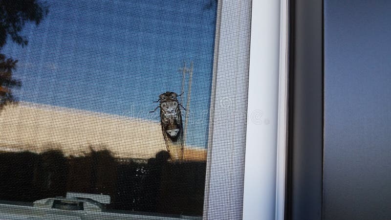 Window With A Cicada In Provence, France Stock Photo - Image of ...