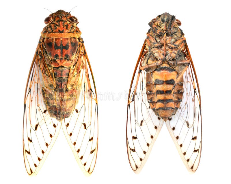 Cicada face shot stock image. Image of garden, close, fauna - 8397503
