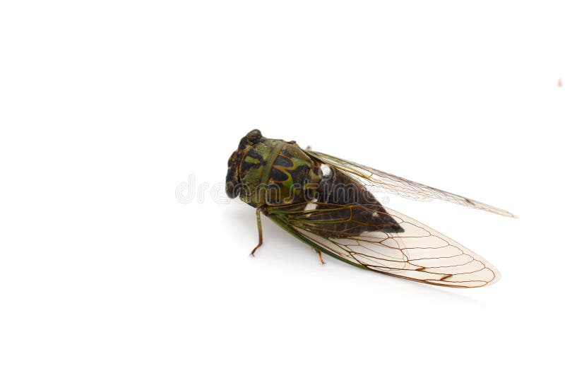 Cicada Insect, Cicada Macro, Cicada Perched on a Branch in Its Natural ...