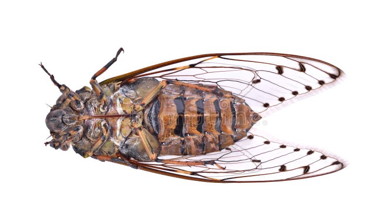 Cicada Insect, Cicada Macro, Cicada Perched on a Branch in Its Natural ...
