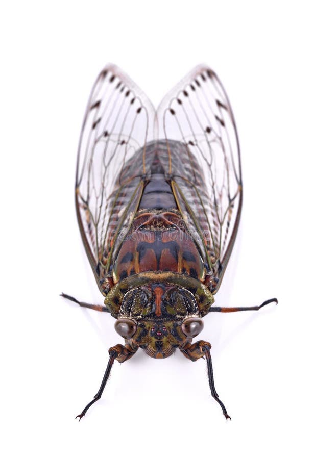 Cicada Insect, Cicada Macro, Cicada Perched on a Branch in Its Natural ...