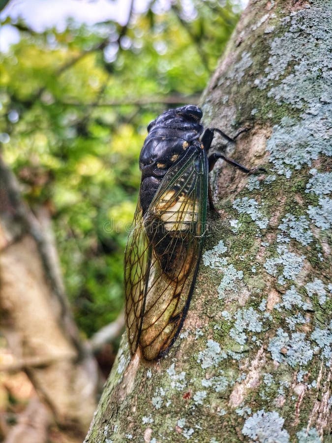 Cicada Insect, Cicada Macro, Cicada Perched on a Branch in Its Natural ...