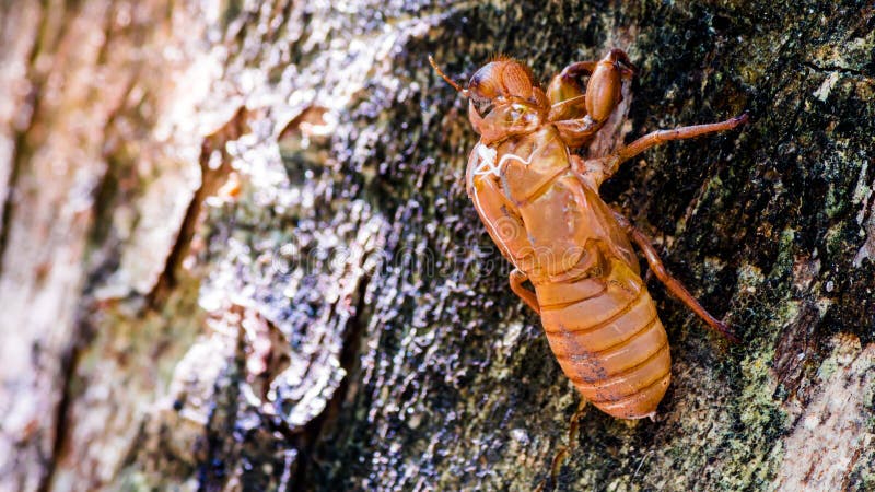 Insect Molting Cicada on Tree in Nature. Cicada Metamorphosis (Latin ...
