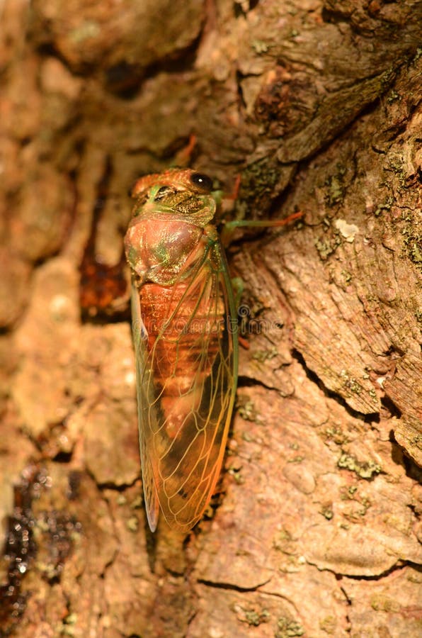 Cicada Cryptic Insect Newly Hatched on Tree Bark Closeup Stock Image ...