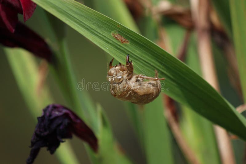 Cicada Insect Shell in Garden after Shedding Stock Image - Image of ...